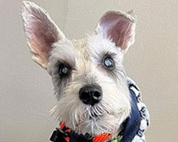 Schnauzer Rescue Cincinnati