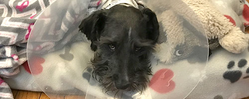 Schnauzer Rescue Cincinnati