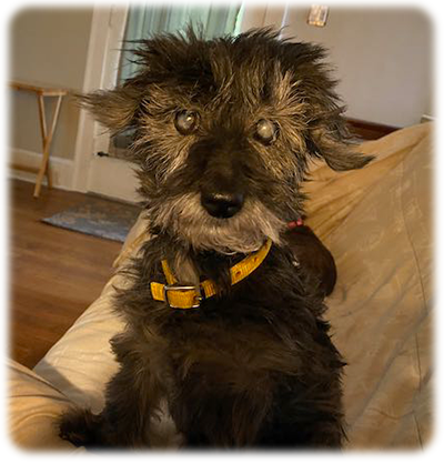 Schnauzer Rescue Cincinnati