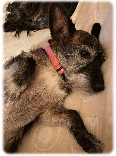 Schnauzer Rescue Cincinnati