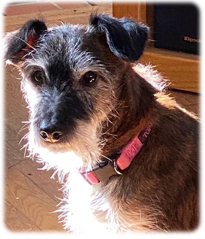 Schnauzer Rescue Cincinnati