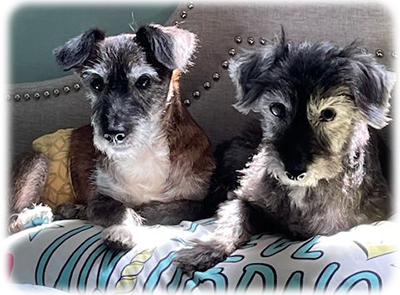 Schnauzer Rescue Cincinnati