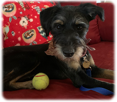 Schnauzer Rescue Cincinnati
