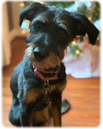 Schnauzer Rescue Cincinnati