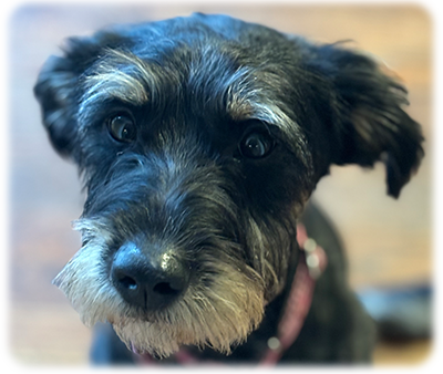 Schnauzer Rescue Cincinnati