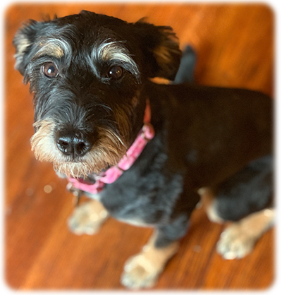 Schnauzer Rescue Cincinnati
