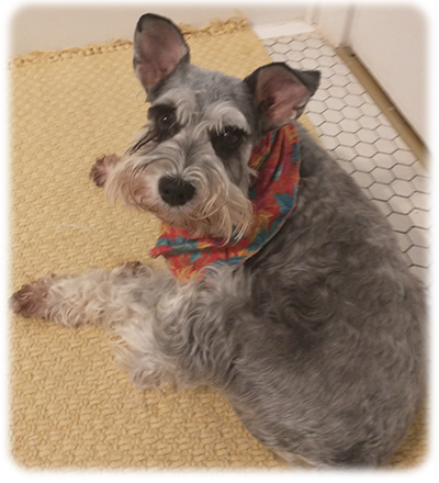 Schnauzer Rescue Cincinnati