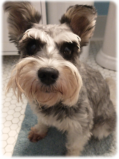 Schnauzer Rescue Cincinnati