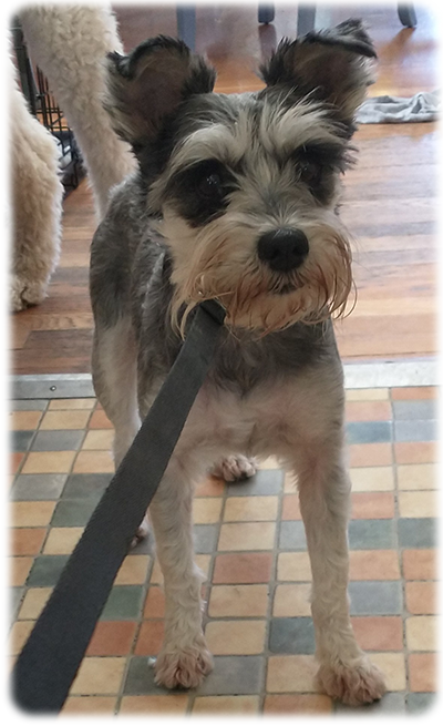 Schnauzer Rescue Cincinnati
