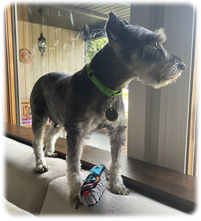 Schnauzer Rescue Cincinnati