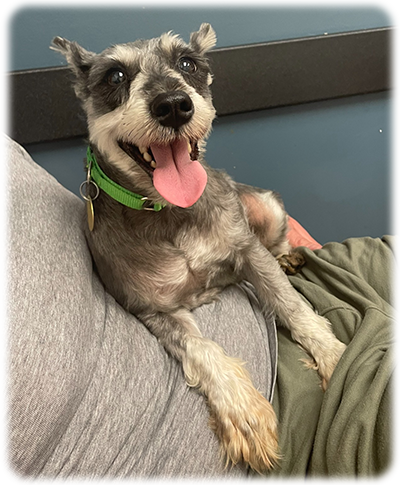 Schnauzer Rescue Cincinnati