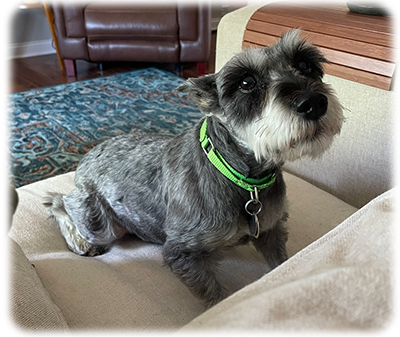 Schnauzer Rescue Cincinnati