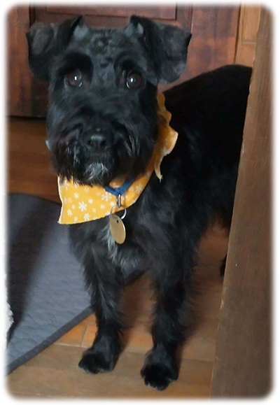 Schnauzer Rescue Cincinnati