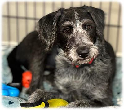 Schnauzer Rescue Cincinnati