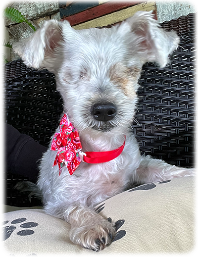 Schnauzer Rescue Cincinnati