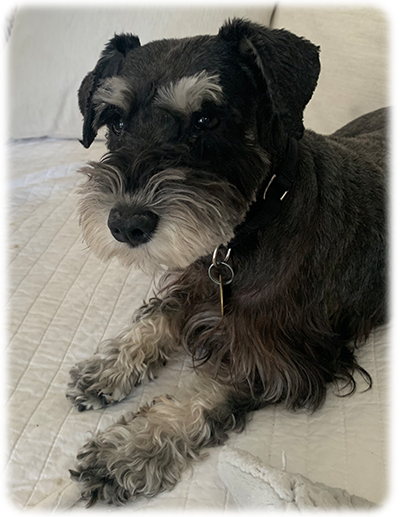 Schnauzer Rescue Cincinnati