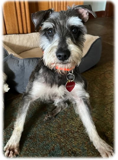 Schnauzer Rescue Cincinnati