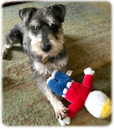 Schnauzer Rescue Cincinnati