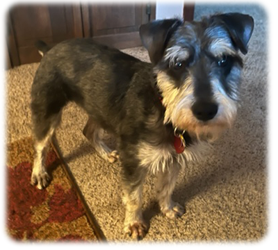 Schnauzer Rescue Cincinnati