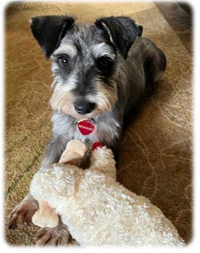 Schnauzer Rescue Cincinnati