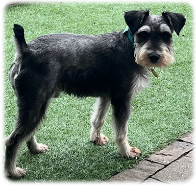 Schnauzer Rescue Cincinnati