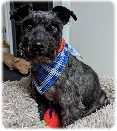 Schnauzer Rescue Cincinnati
