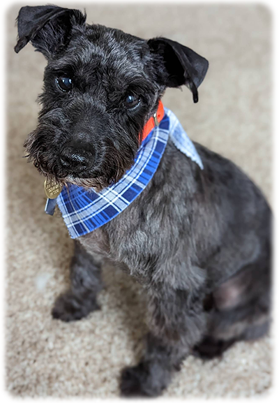 Schnauzer Rescue Cincinnati
