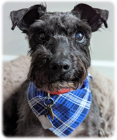 Schnauzer Rescue Cincinnati