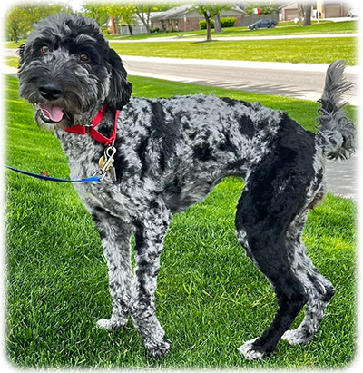 Schnauzer Rescue Cincinnati