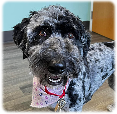 Schnauzer Rescue Cincinnati