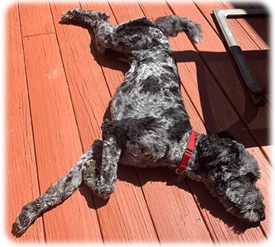 Schnauzer Rescue Cincinnati