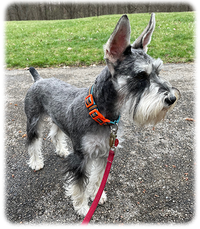 Schnauzer Rescue Cincinnati