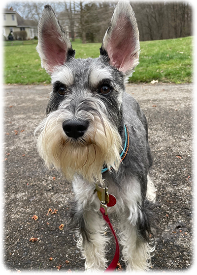 Schnauzer Rescue Cincinnati