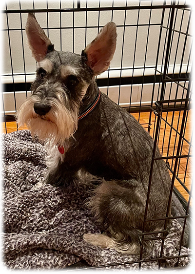 Schnauzer Rescue Cincinnati