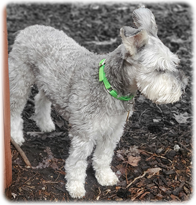 Schnauzer Rescue Cincinnati