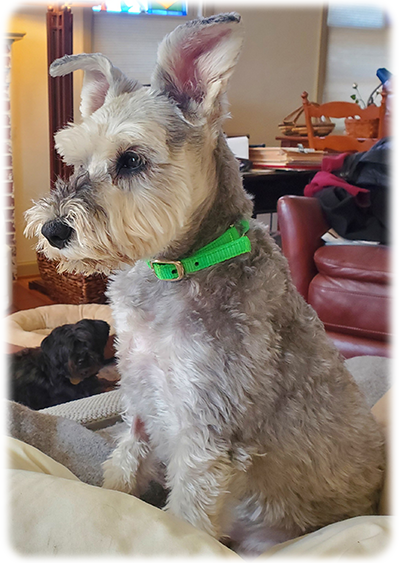 Schnauzer Rescue Cincinnati