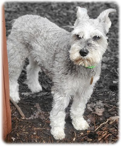 Schnauzer Rescue Cincinnati