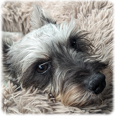 Schnauzer Rescue Cincinnati