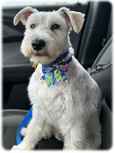 Schnauzer Rescue Cincinnati