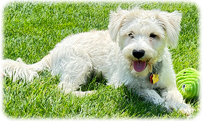 Schnauzer Rescue Cincinnati
