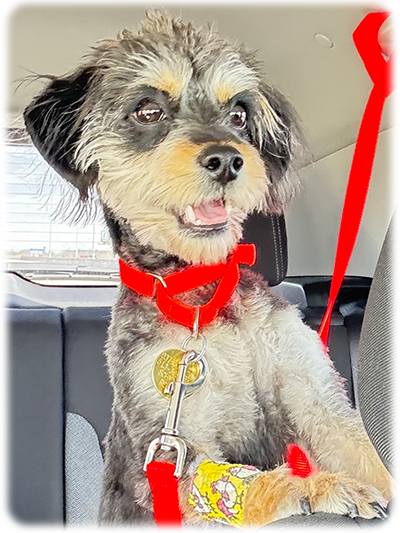 Schnauzer Rescue Cincinnati