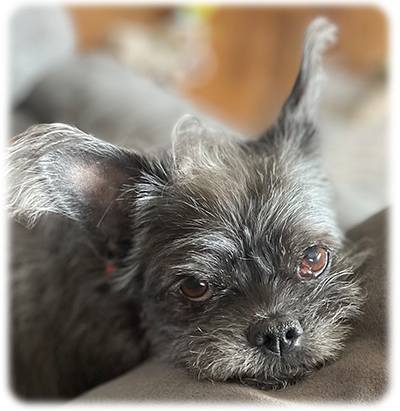 Schnauzer Rescue Cincinnati