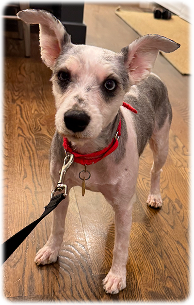 Schnauzer Rescue Cincinnati