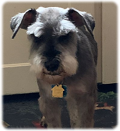 Schnauzer Rescue Cincinnati