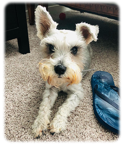 Schnauzer Rescue Cincinnati