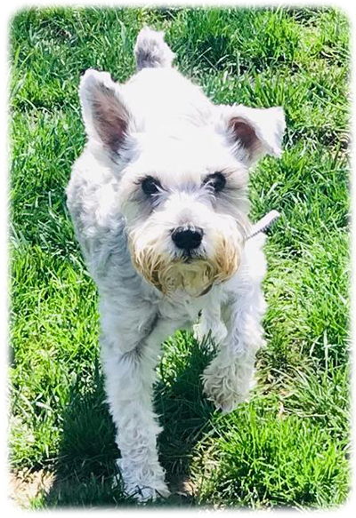 Schnauzer Rescue Cincinnati