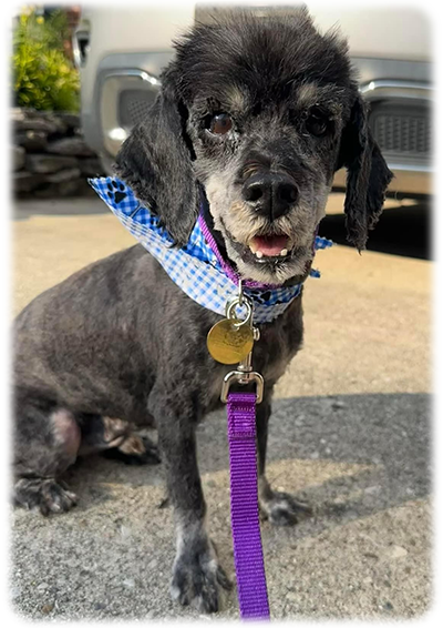 Schnauzer Rescue Cincinnati