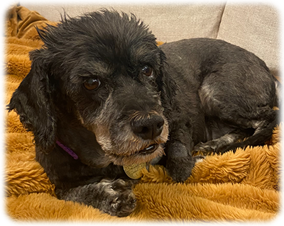 Schnauzer Rescue Cincinnati