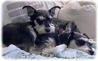 Schnauzer Rescue Cincinnati