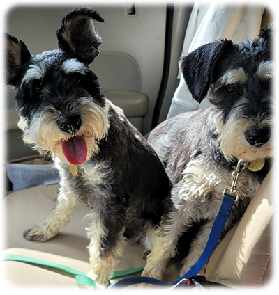 Schnauzer Rescue Cincinnati